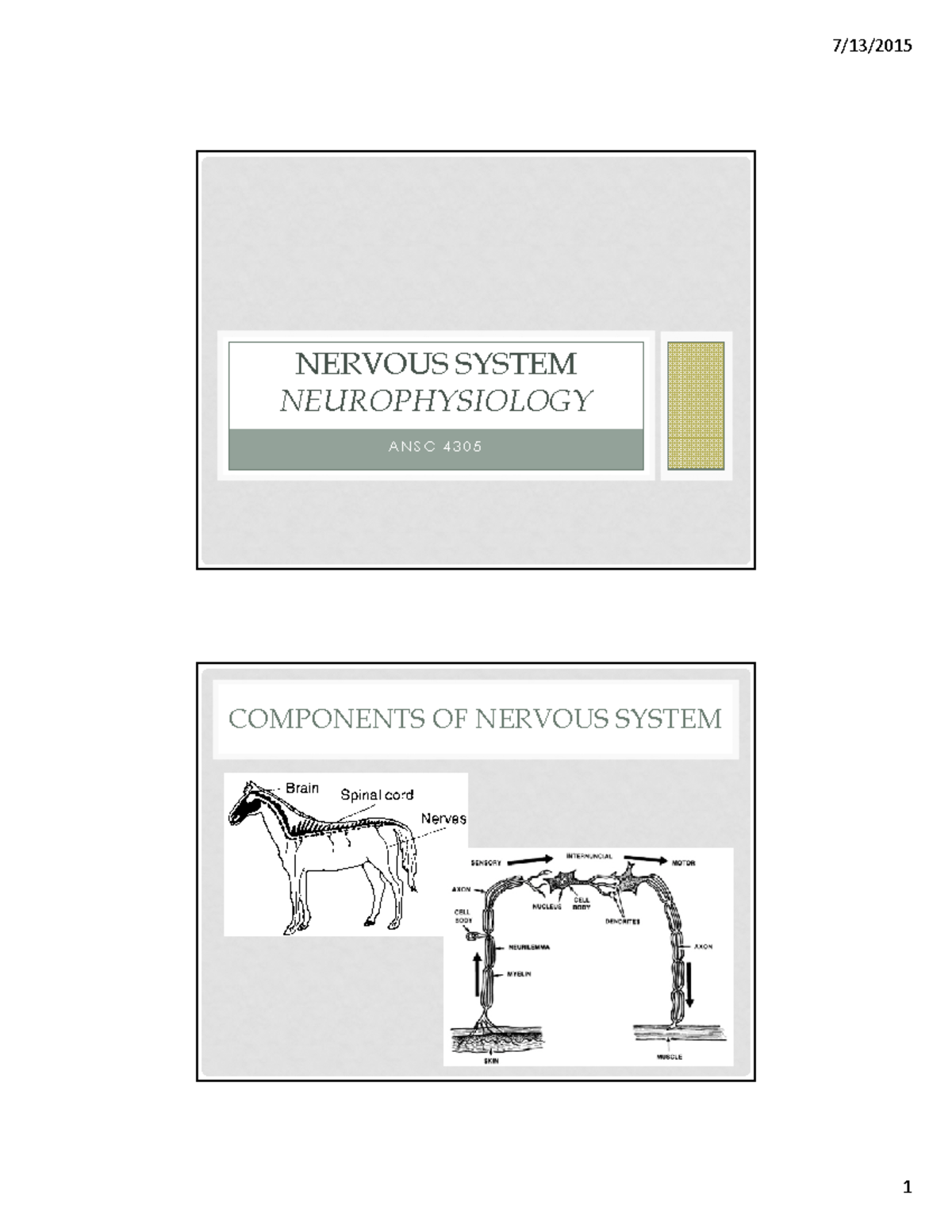 Neurophysiology Condensed - COMPONENTS OF NERVOUS SYSTEM ...