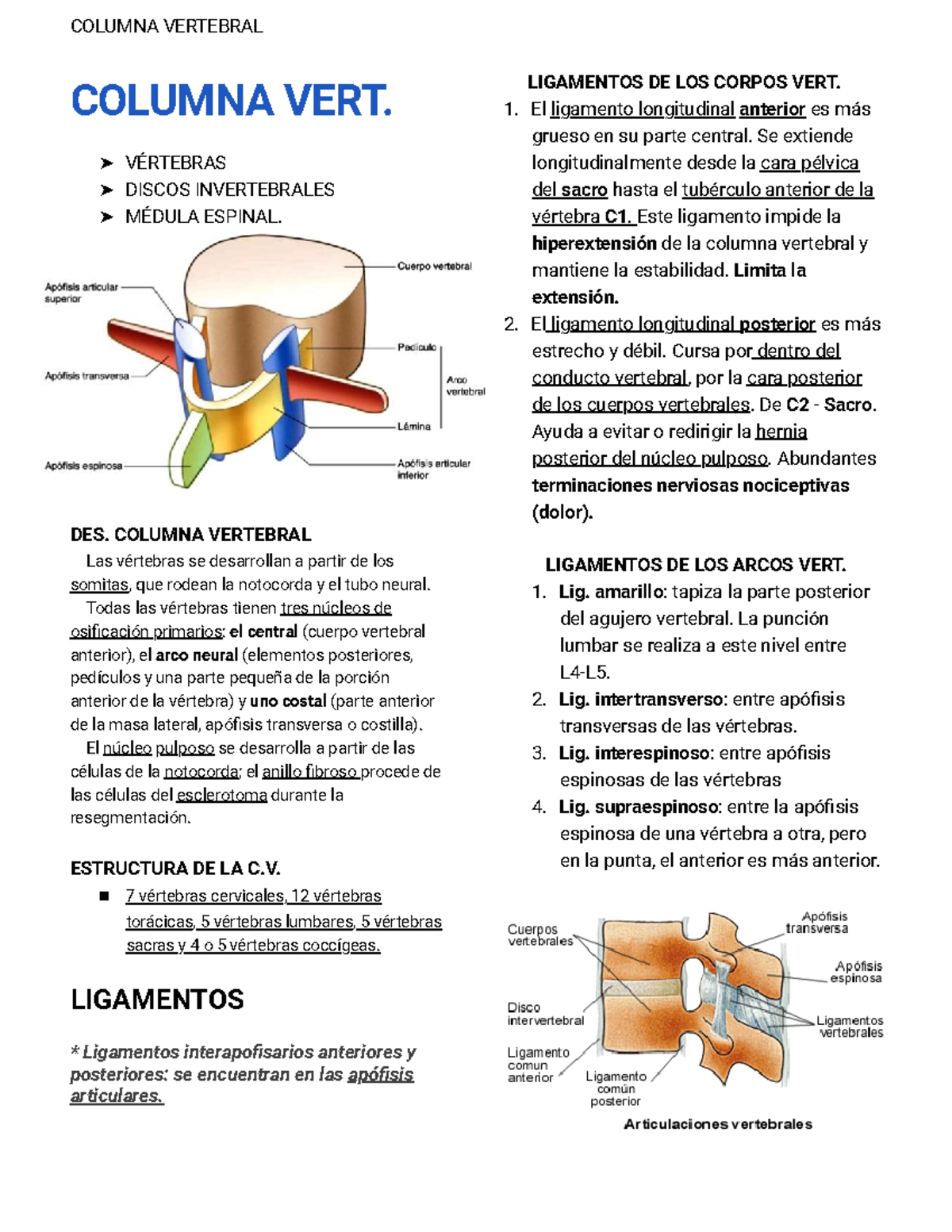 Columna Vertebral 14PG - COLUMNA VERT. VÉRTEBRAS DISCOS INVERTEBRALES ...