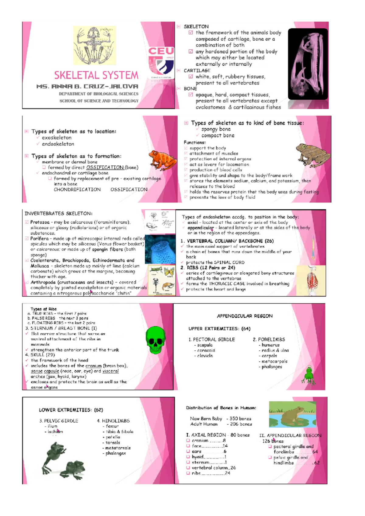 Skeletal system - my own answer/summary - Foundation of Zoology - Studocu