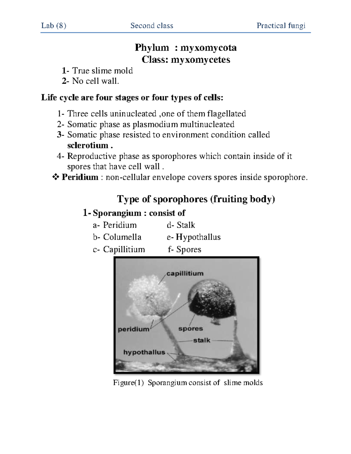 General mycology lab 8 - Phylum : myxomycota Class: myxomycetes 1- True ...