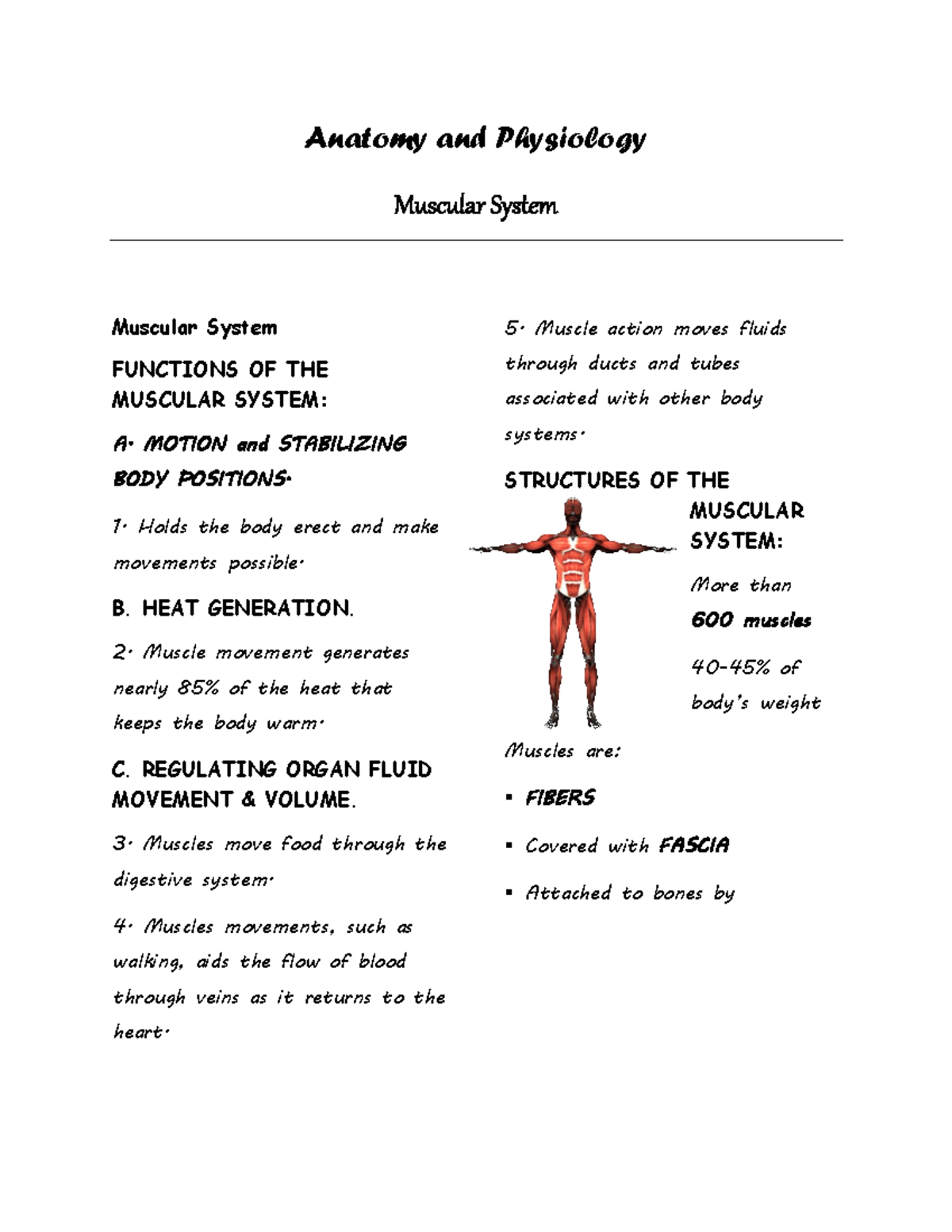 Anatomy and Physiology - Anatomy and Physiology Muscular System ...