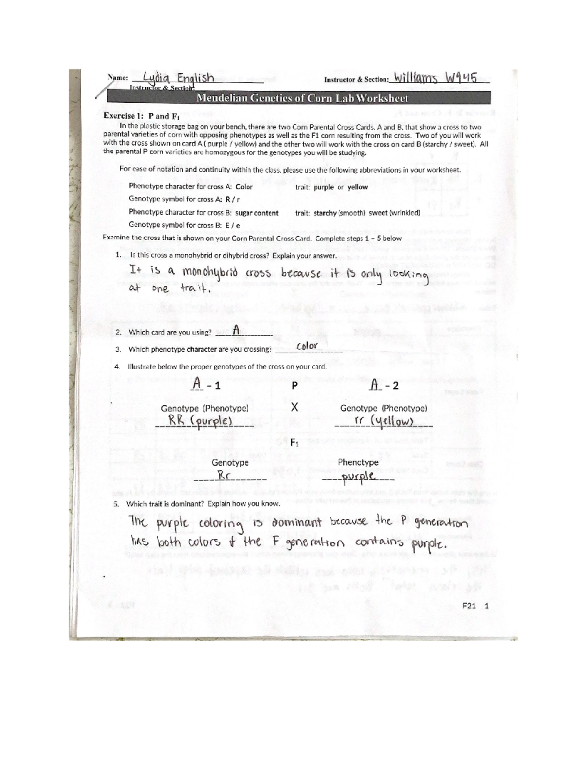 Corn Lab Worksheet with data - Name: Lydia English Instructor Section ...