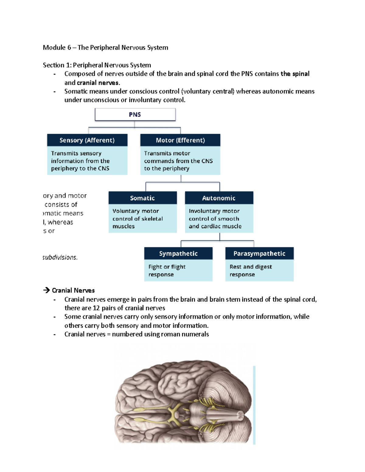 Module 6-ANAT100 - Cranial nerves, peripheral nervous system - Module 6 ...