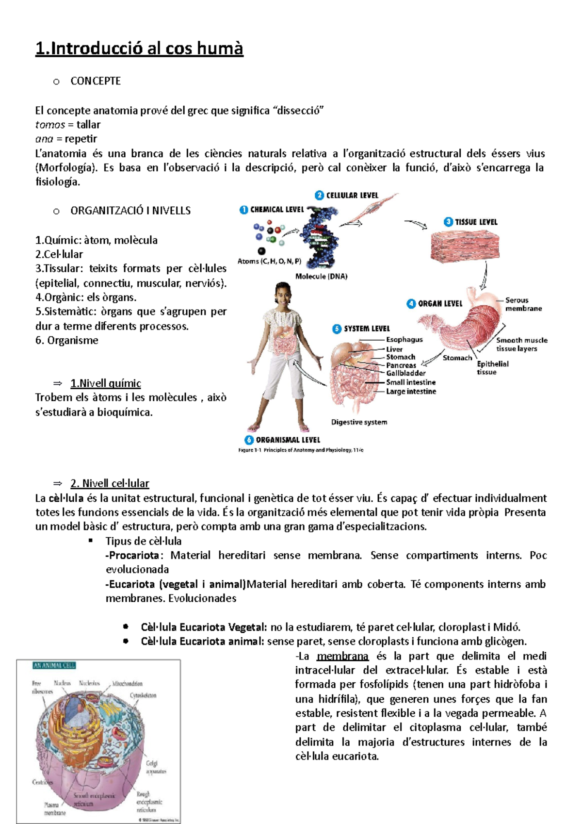 Introducció al cos humano - 1ó al cos humà o CONCEPTE El concepte ...
