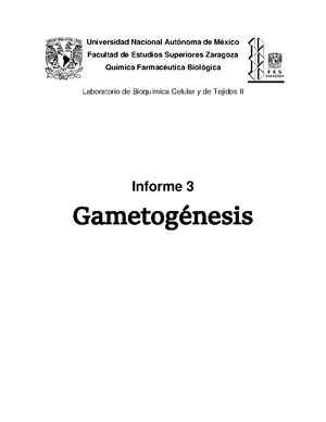 Anatomía Comparada con una rata - Elemento o Característica Roedores ...