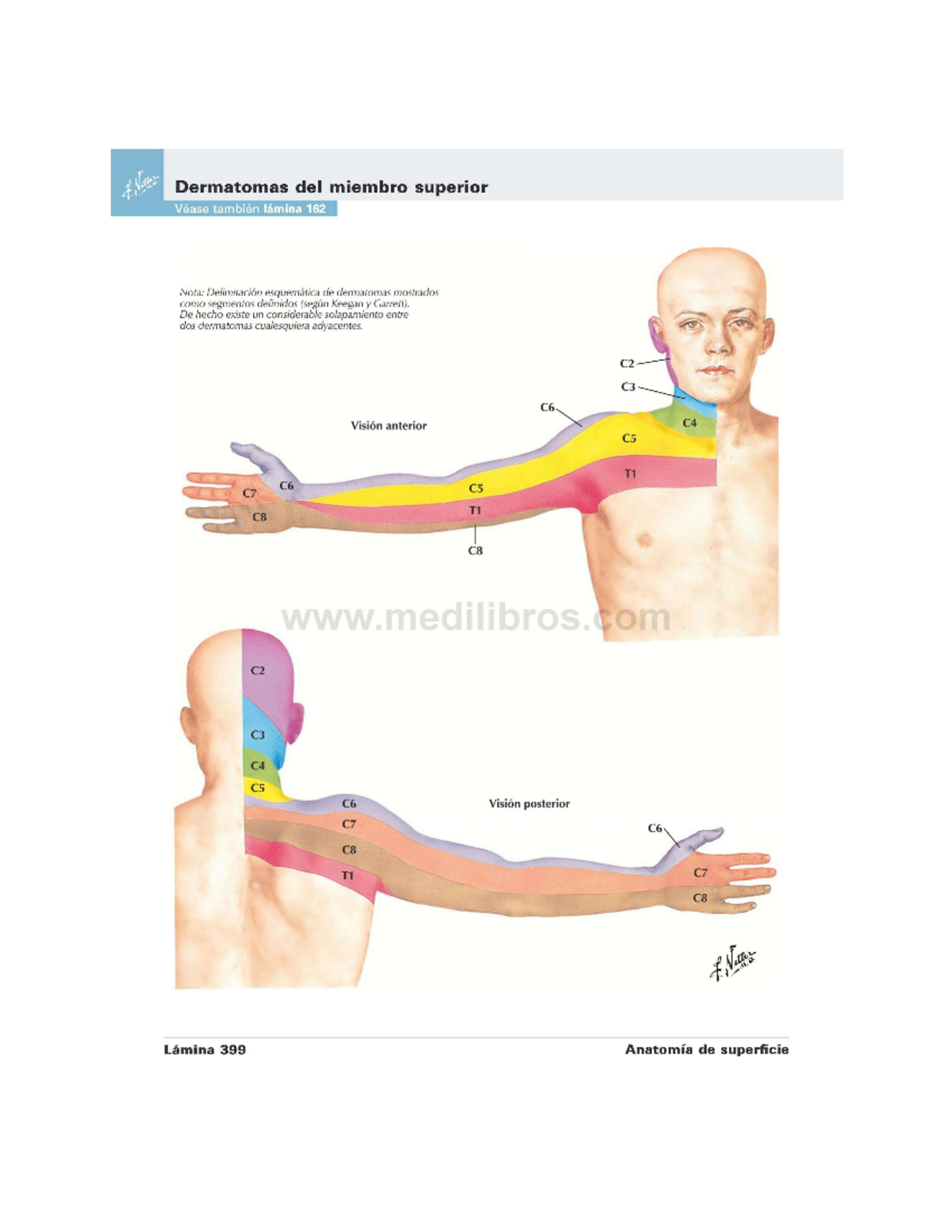 Netter Dibujos - ANATOMÍA - Studocu