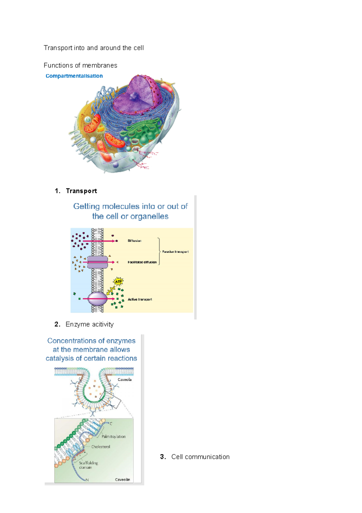 transport in cells - Transport into and around the cell Functions of ...