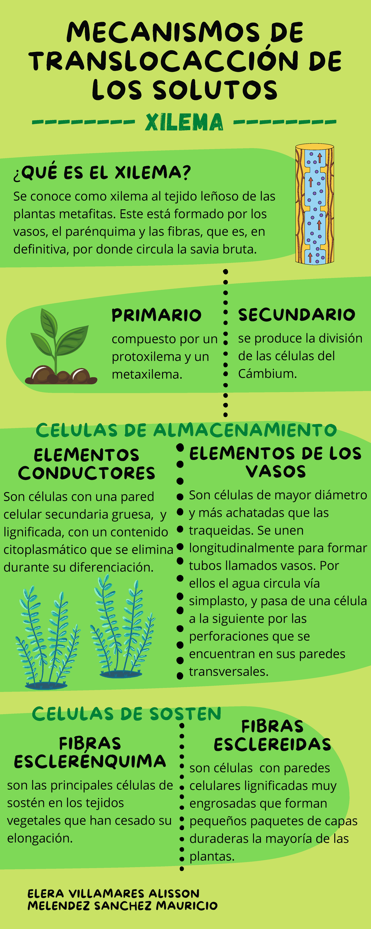 Tarea 3 - infografia - vegetal - ESCUCHA MÚSICA QUE TE GUSTE ELEMENTOS ...