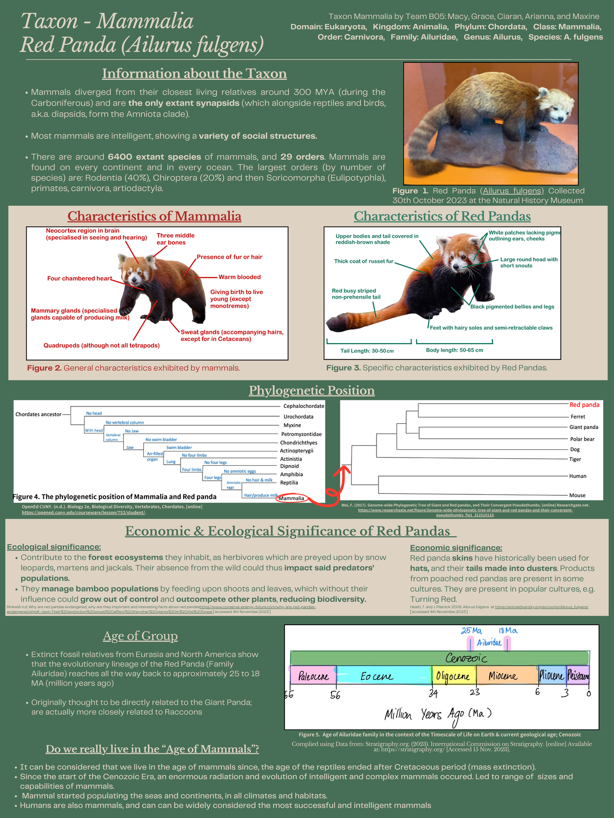 Group B05 Mammalia Poster - Characteristics of Mammalia Taxon Mammalia ...