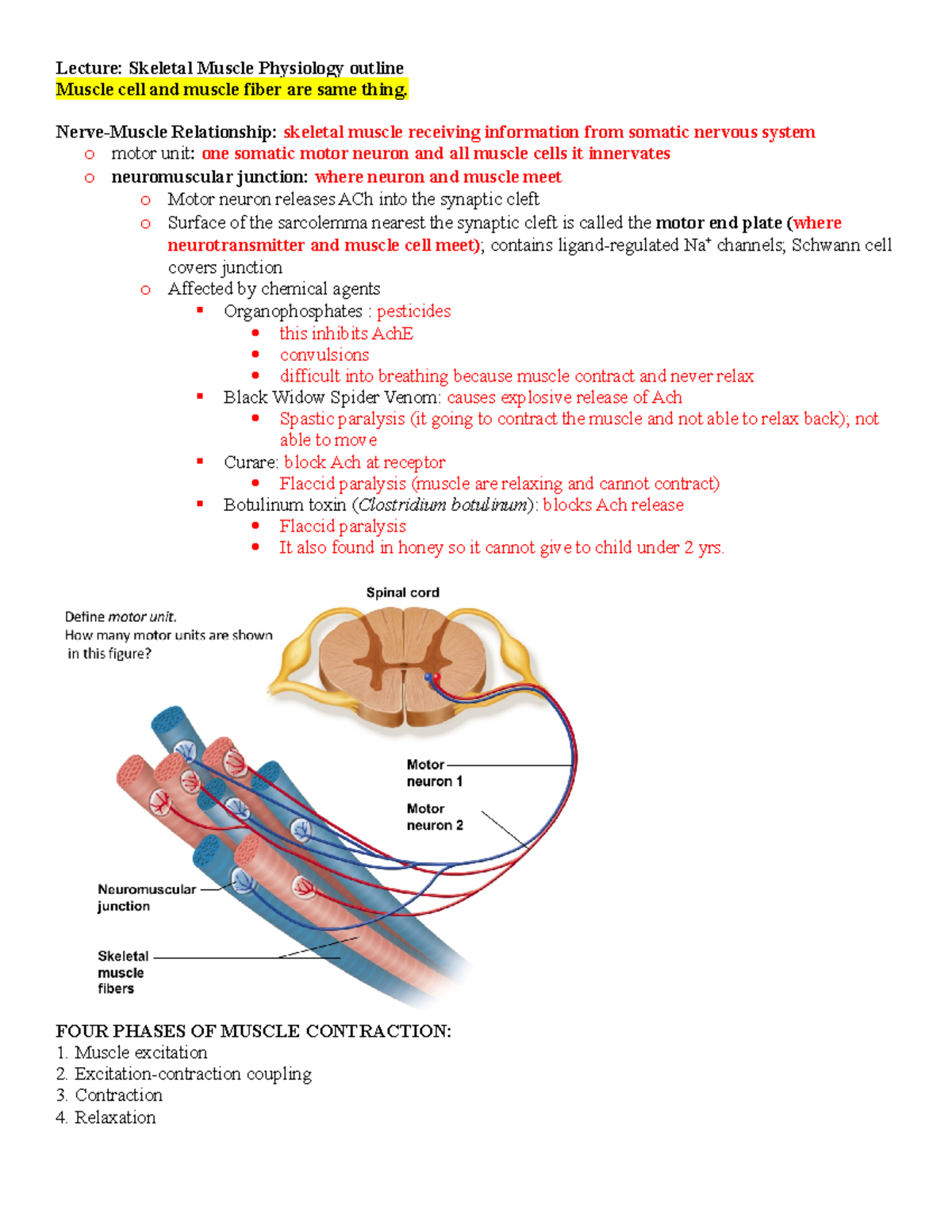 Muscle Physiology Revised - Lecture: Skeletal Muscle Physiology outline ...