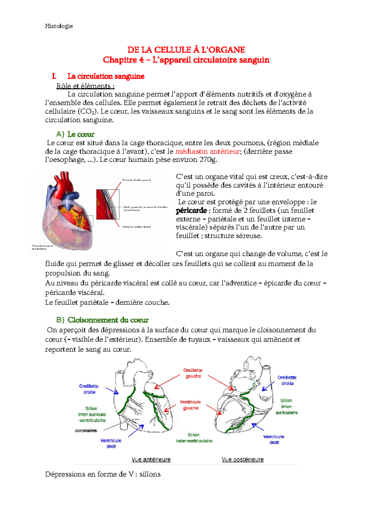 Le coeur - Cours sur le cœur en histo-anat - Histologie DE LA CELLULE À ...