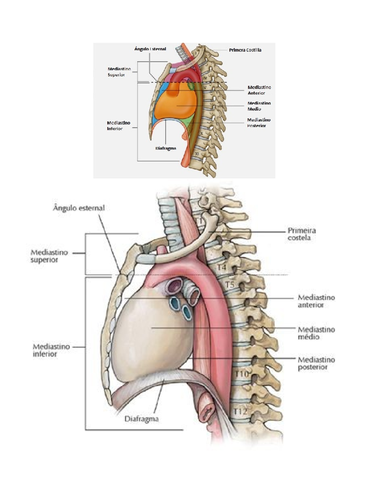 Mediastino - Imagenes - Anatomía Humana I - Studocu