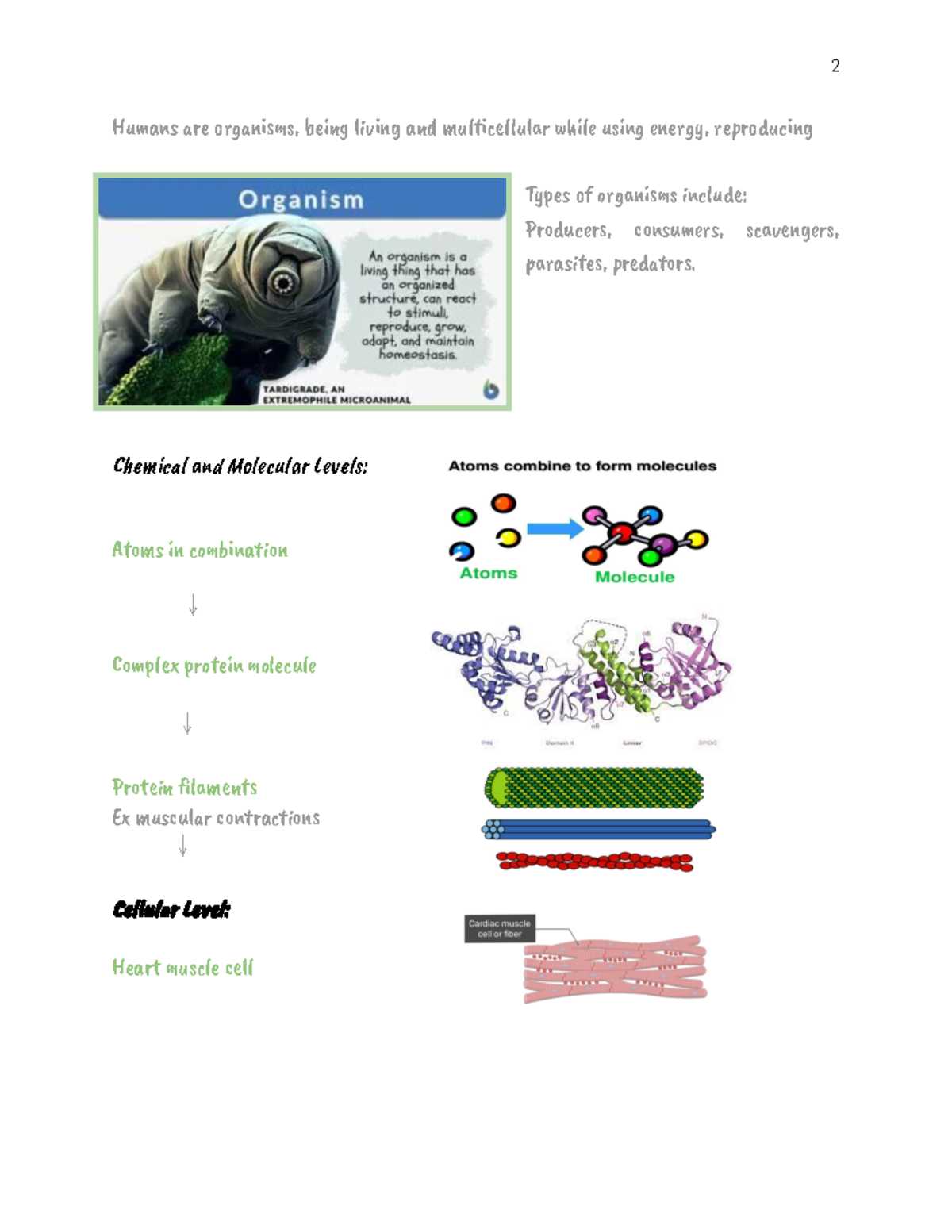Levels of Organization part 2 - 2 Humans are organisms, being living ...