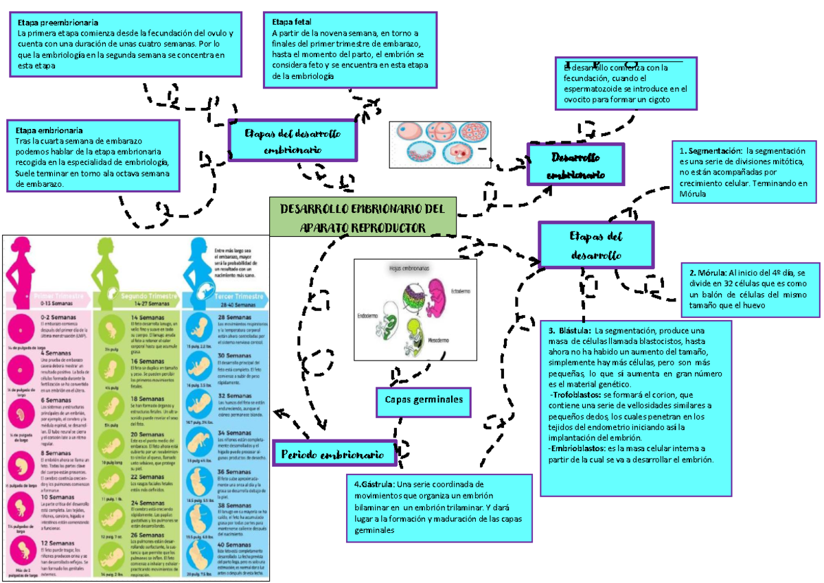 Mapa conceptual Desarrollo del embrión - DESARROLLO EMBRIONARIO DEL ...