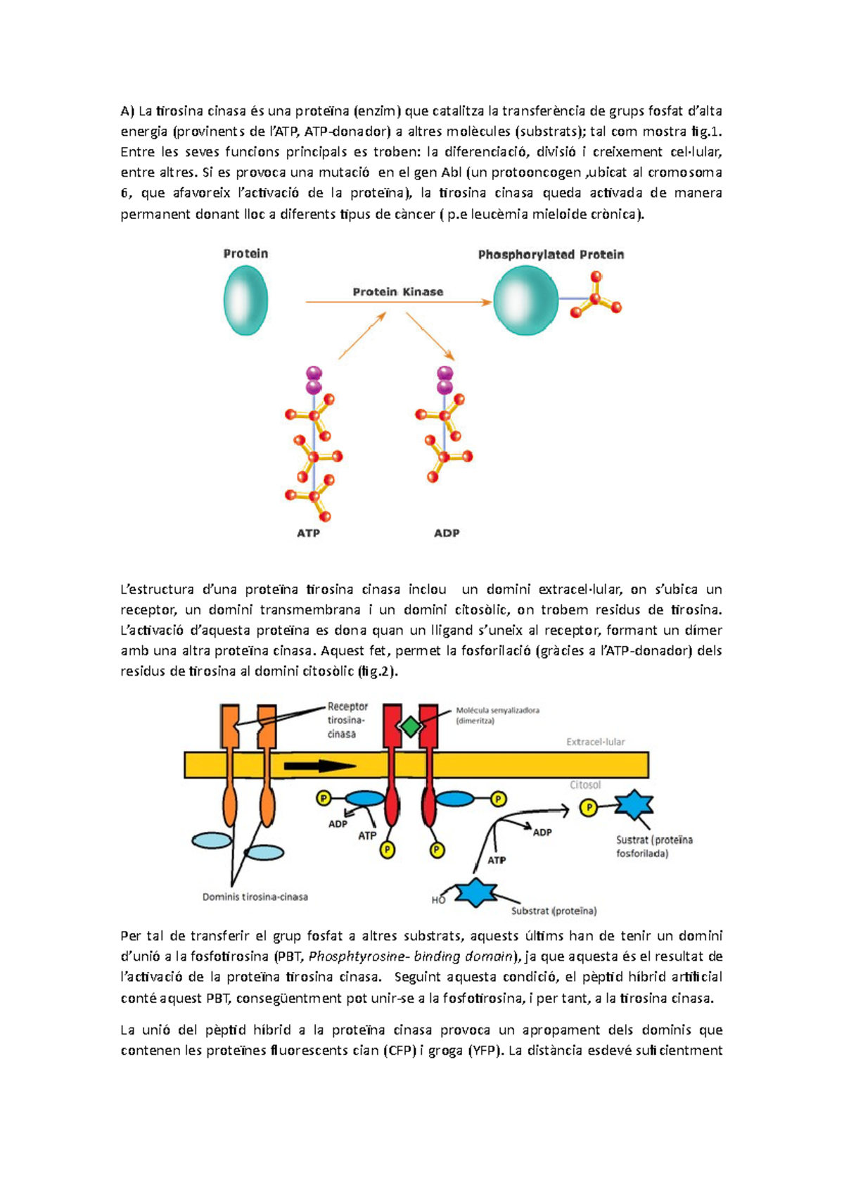 Problema biocel - A) La tirosina cinasa és una proteïna (enzim) que ...
