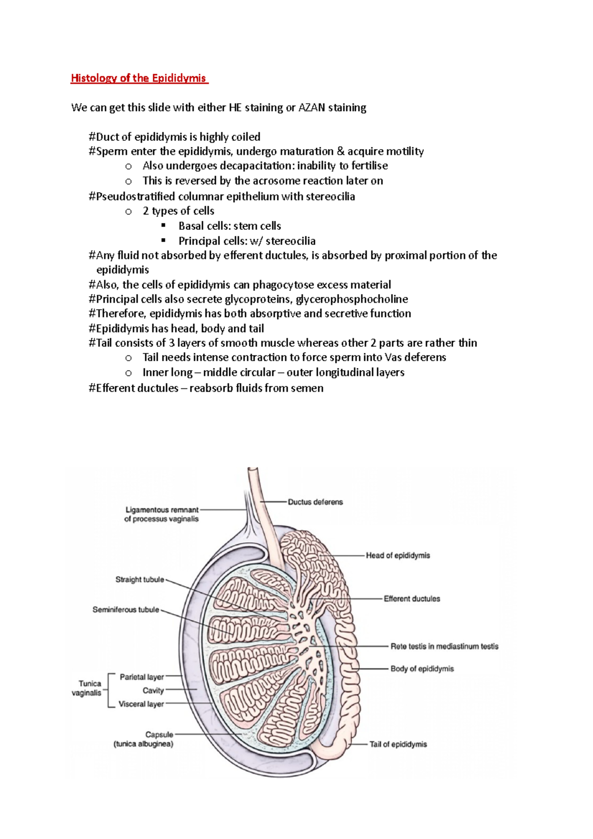 Histology of the Epididymis - Studocu