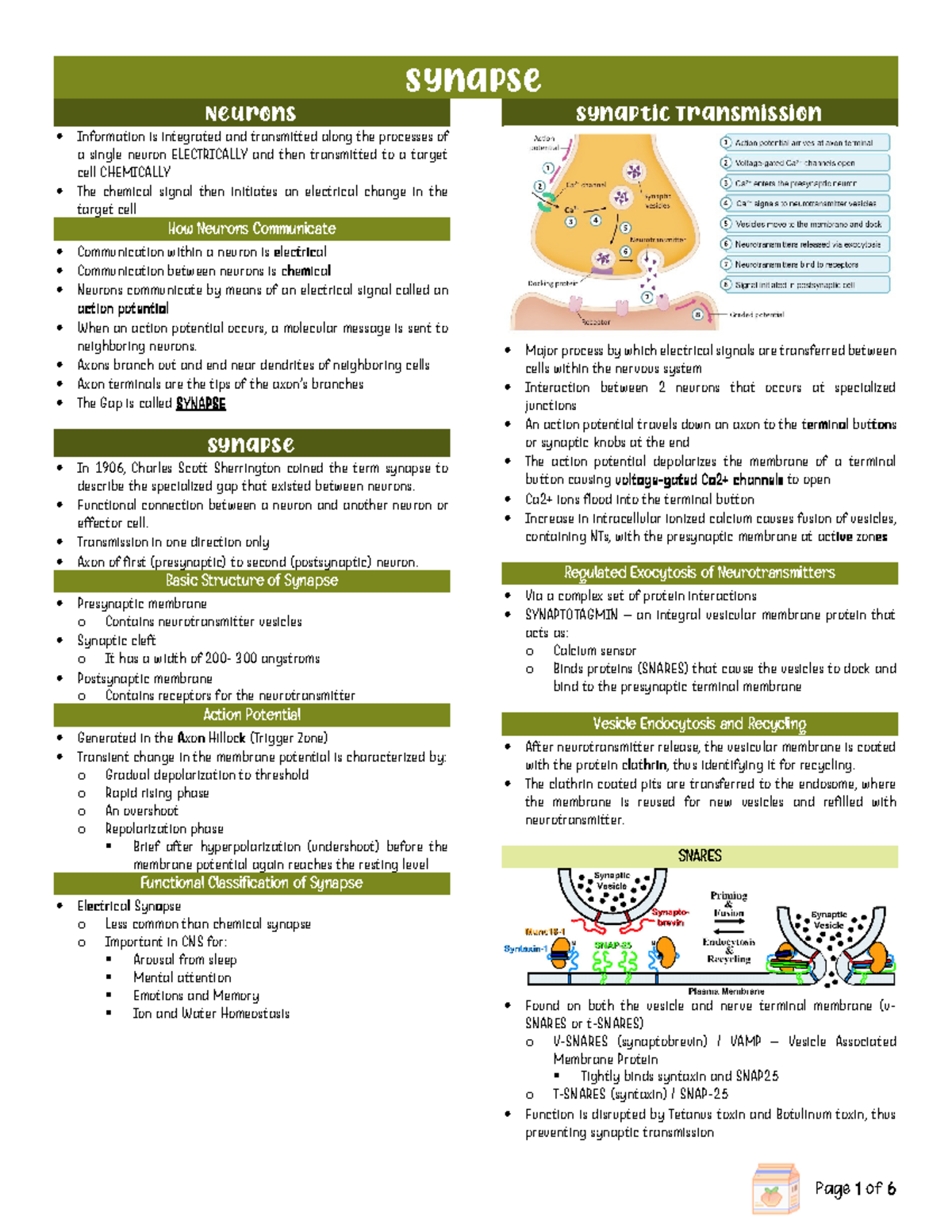 Synapse Physiology - Lecture notes 1-4 - Synapse Neurons Information is ...