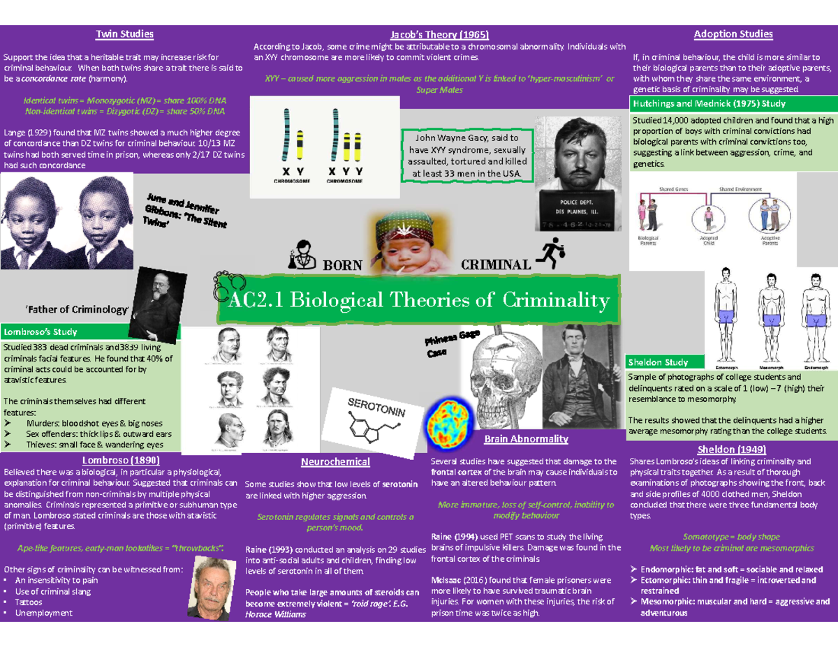 Biological Explanations of Criminality A2 Poster Revision - Sheldon ...