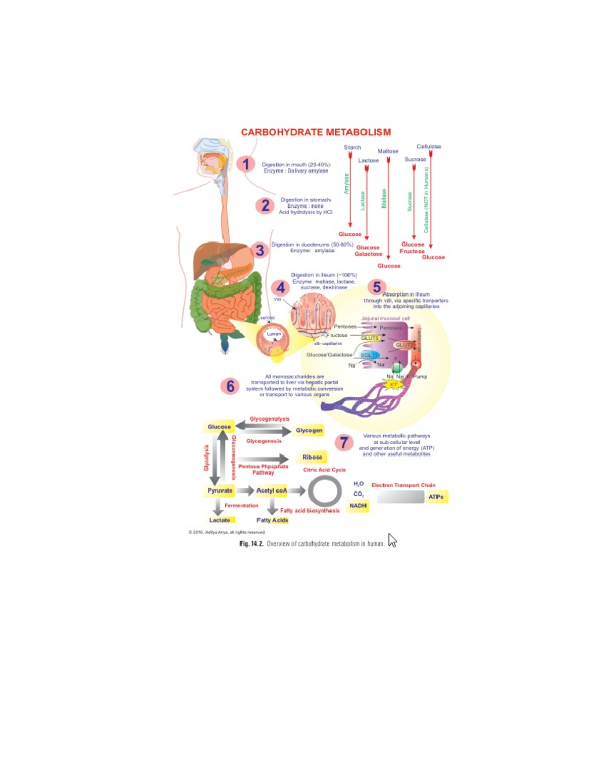 Module VI Carbohydrate Metabolism - bs nursing - Studocu