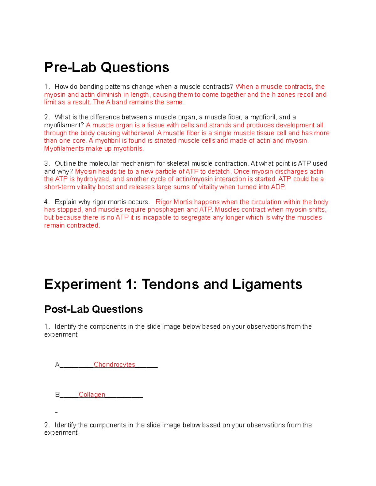 Lab-07 write up - muscular system lab - Pre-Lab Questions How do ...