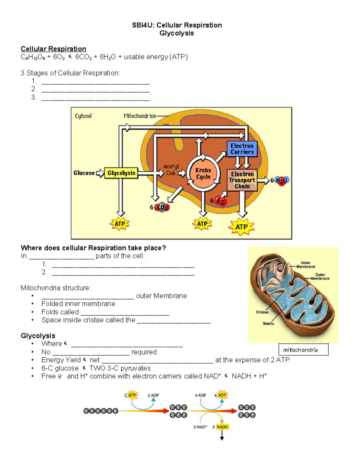 Cellularrespiration&glycolysis - SBI4U: Cellular Respiration Glycolysis ...