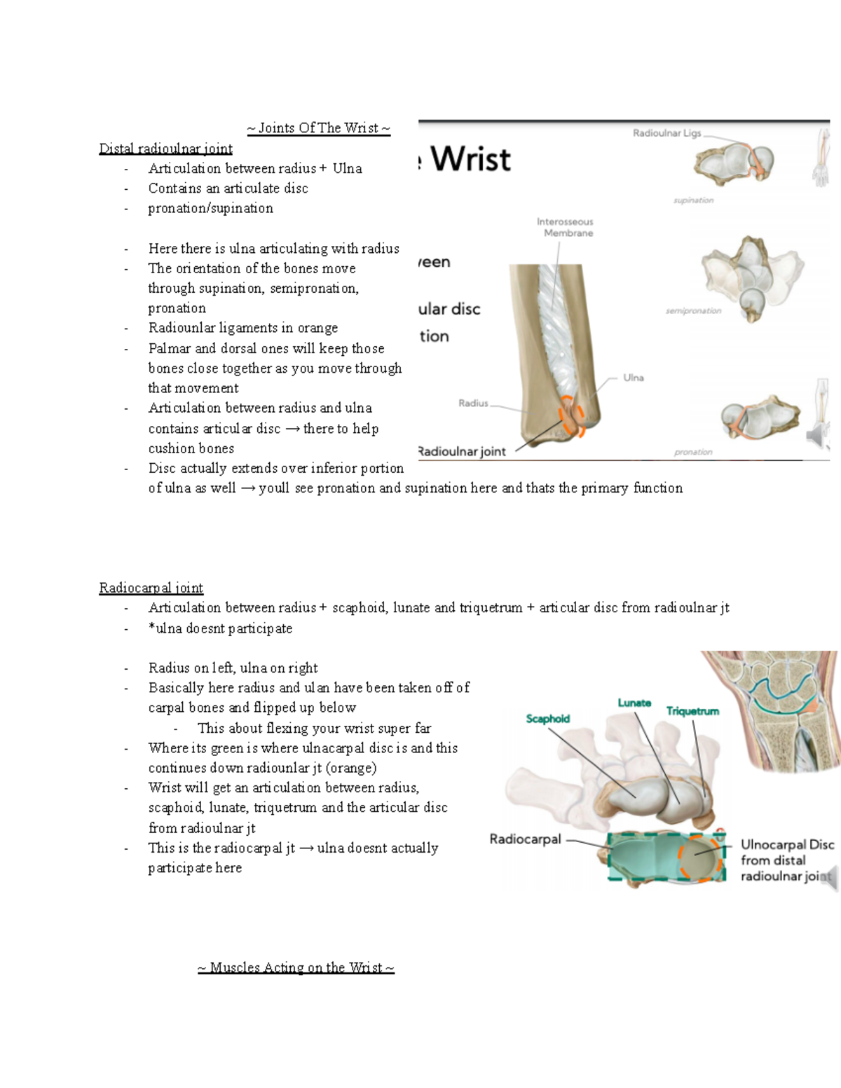 Anatomy Joints Of The Wrist notes - ~ Joints Of The Wrist ~ Distal ...