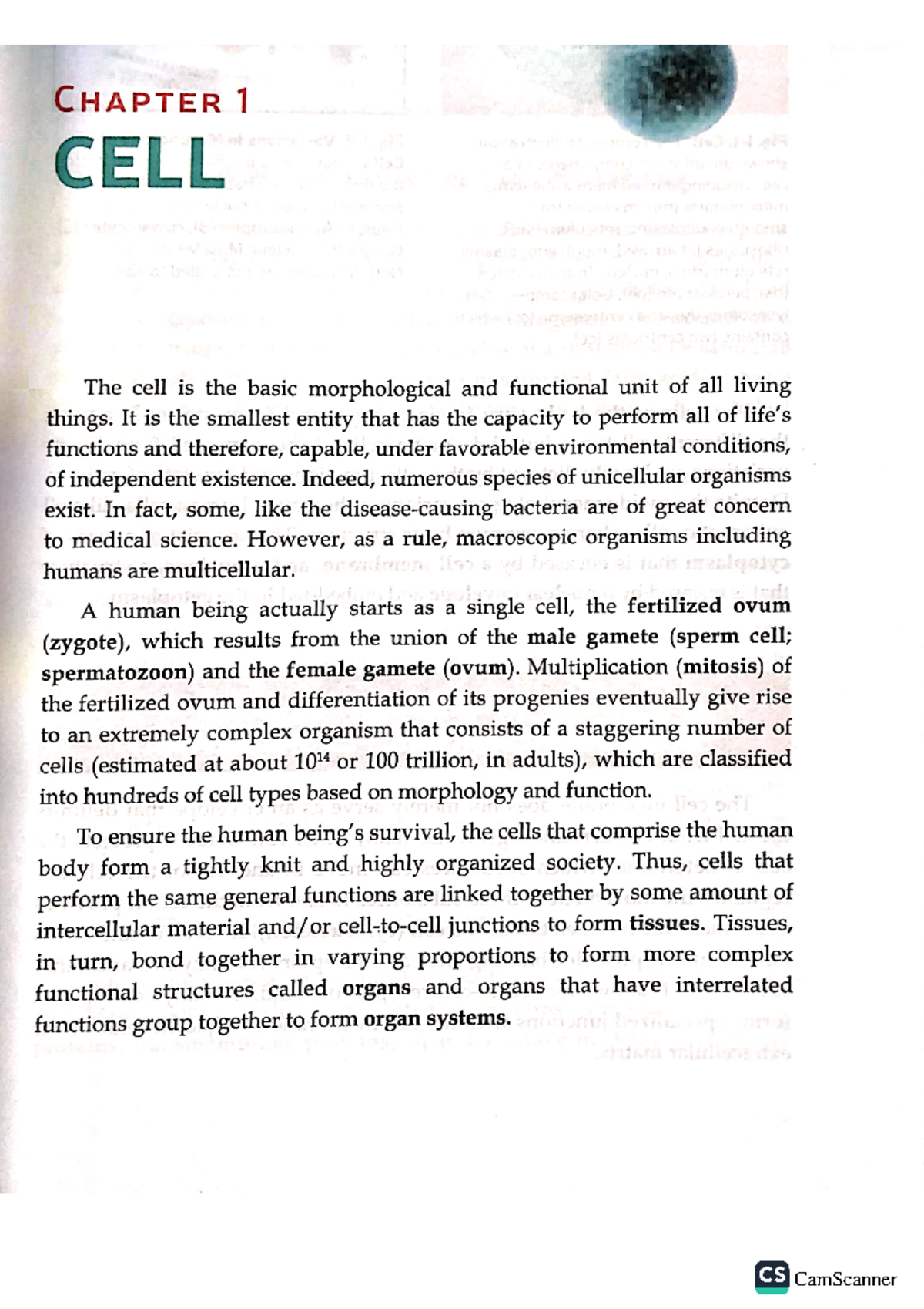 Cells Epithelial tissues - CHAPTER 1 CELL The cell is the basic ...