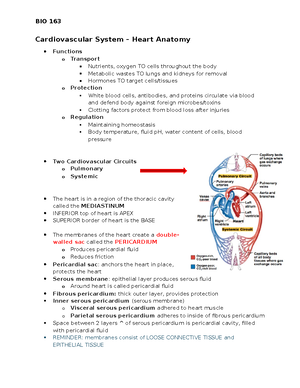 heart anatomy notes - Heart anatomy Vocab List Lecture 2 ...