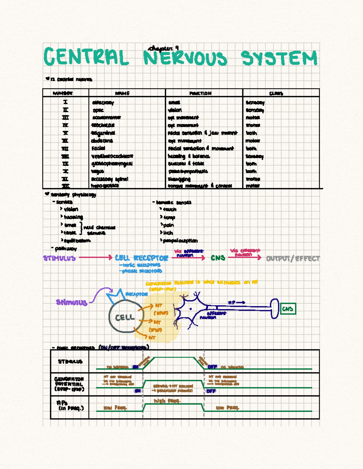 Central Nervous System - BIOL 3060 - Studocu