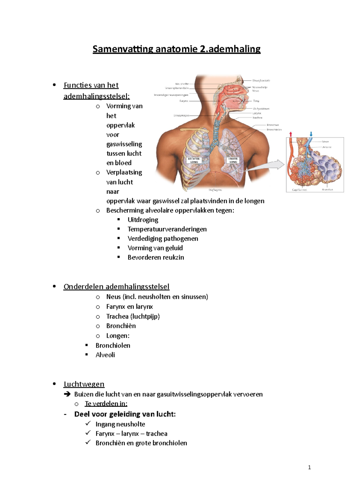 Samenvatting anatomie 2.ademhaling - Samenvatting anatomie 2 Functies ...