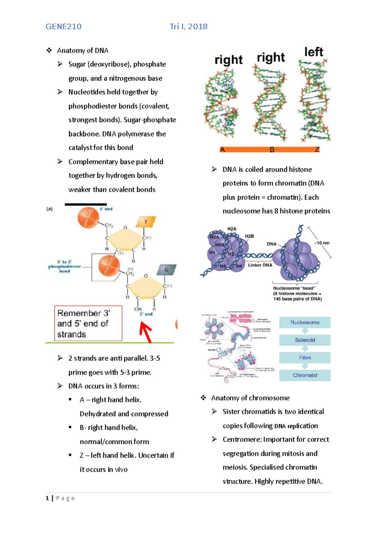 GENE210 Summery - Summary Introductory Genetics - Anatomy of DNA Sugar ...