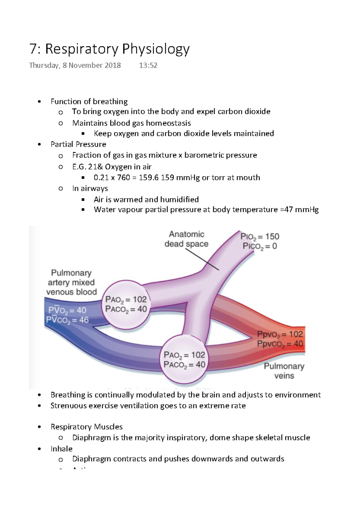 Week 7 Respiratory Physiology - Function of breathing To bring oxygen ...