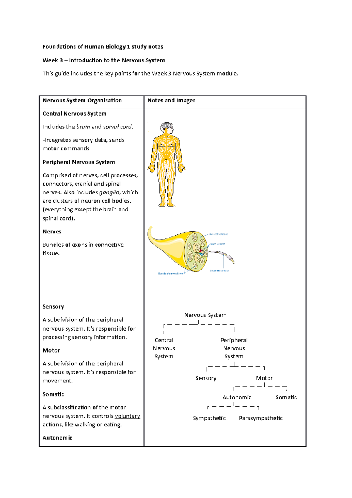 FHB1 Study Notes Week 3 Intro to the Nervous System - Foundations of ...