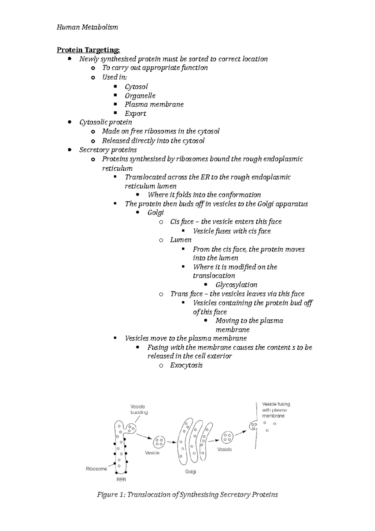 Protein Targeting Lecture Notes - Protein Targeting: Newly synthesised ...