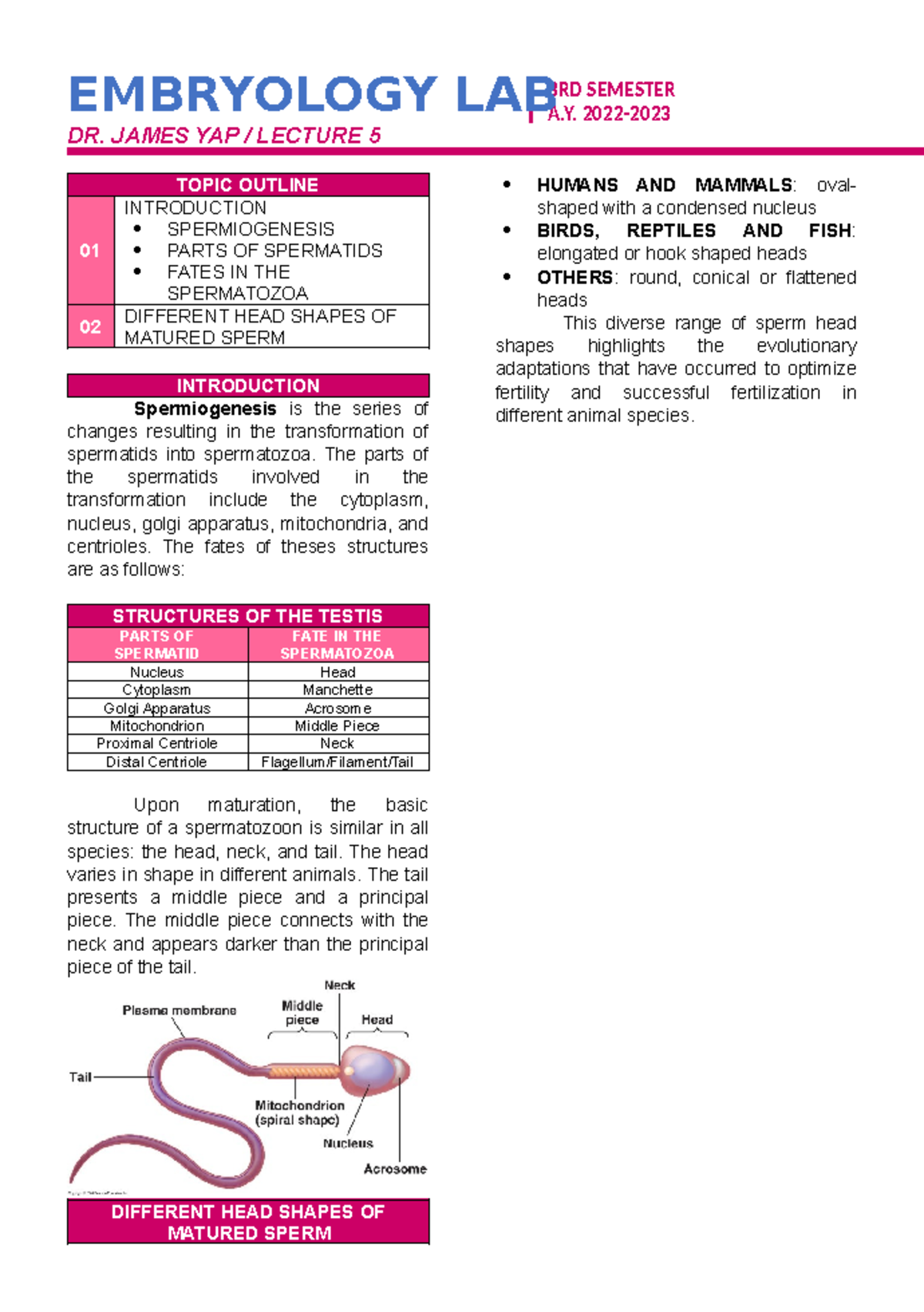 Embryology Laboratory 5 - | 3RD SEMESTER EMBRYOLOGY LAB A. 2022- DR ...