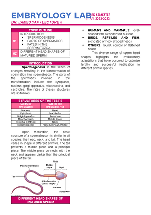 Embryology Laboratory 4 - | 3RD SEMESTER EMBRYOLOGY LAB A. 2022- DR ...