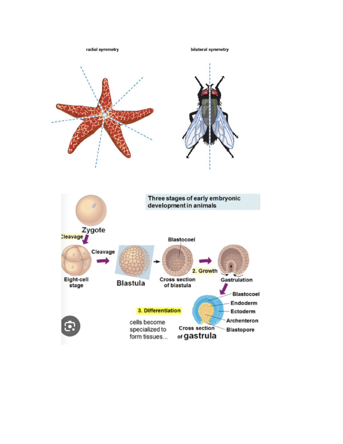 Exam 4 Helpful Images - study guide - radial symmetry bilateral ...