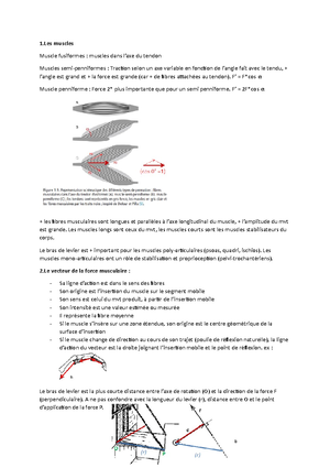 Biomécanique musculaire cellule satellites - Les cellules satellites ...