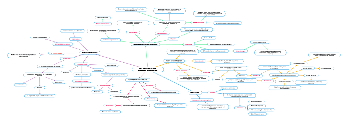 Capitulo 18 Arteaga - MÚSCULO ESTIRADO LISO SE DESARROLLA A partir del ...