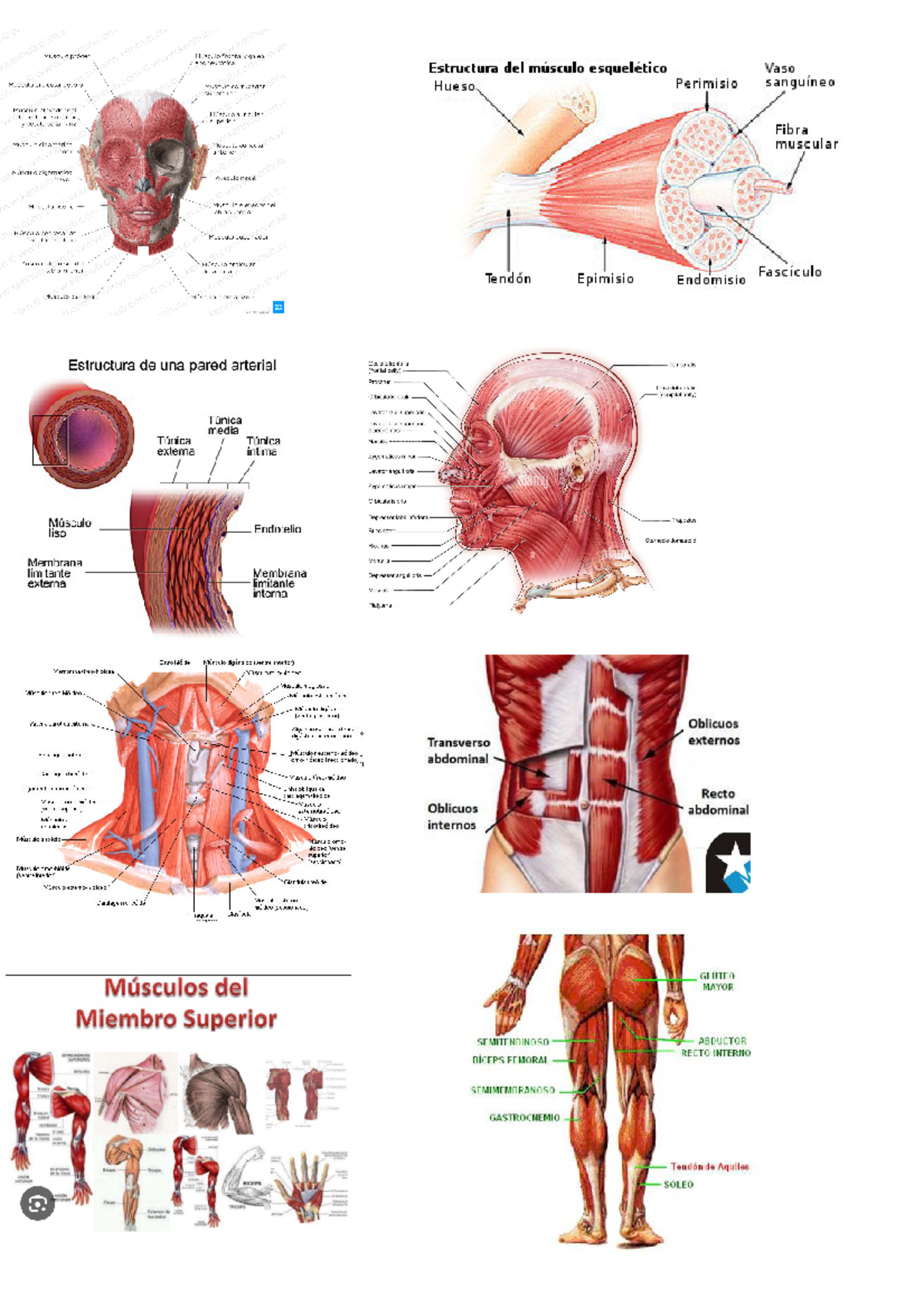 Músculos - kenhun Músculo prócer Músculo frontaly galea aponeurótica ...