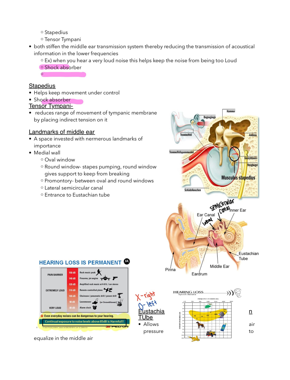 Hearing notes a and p - CD 2203 - Studocu