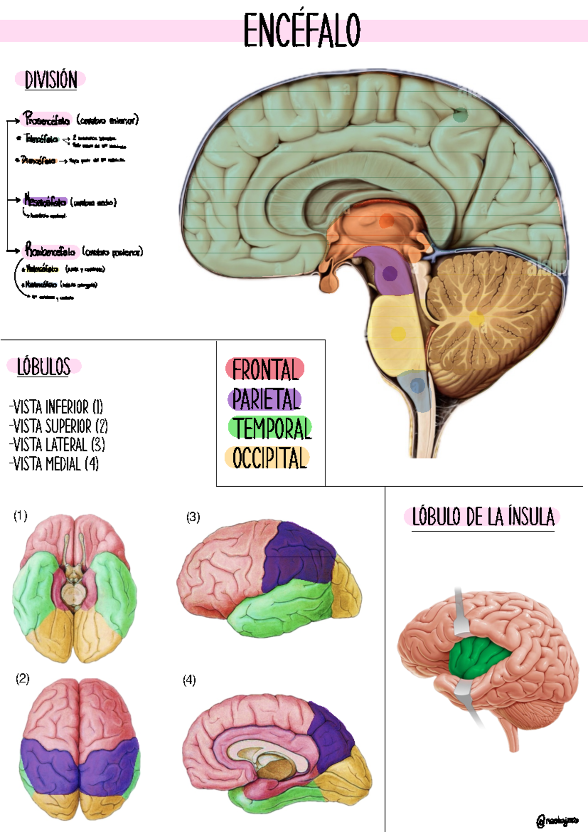 Encéfalo Con CDs Reconocimiento - Encefalo División Lóbulos Frontal ...