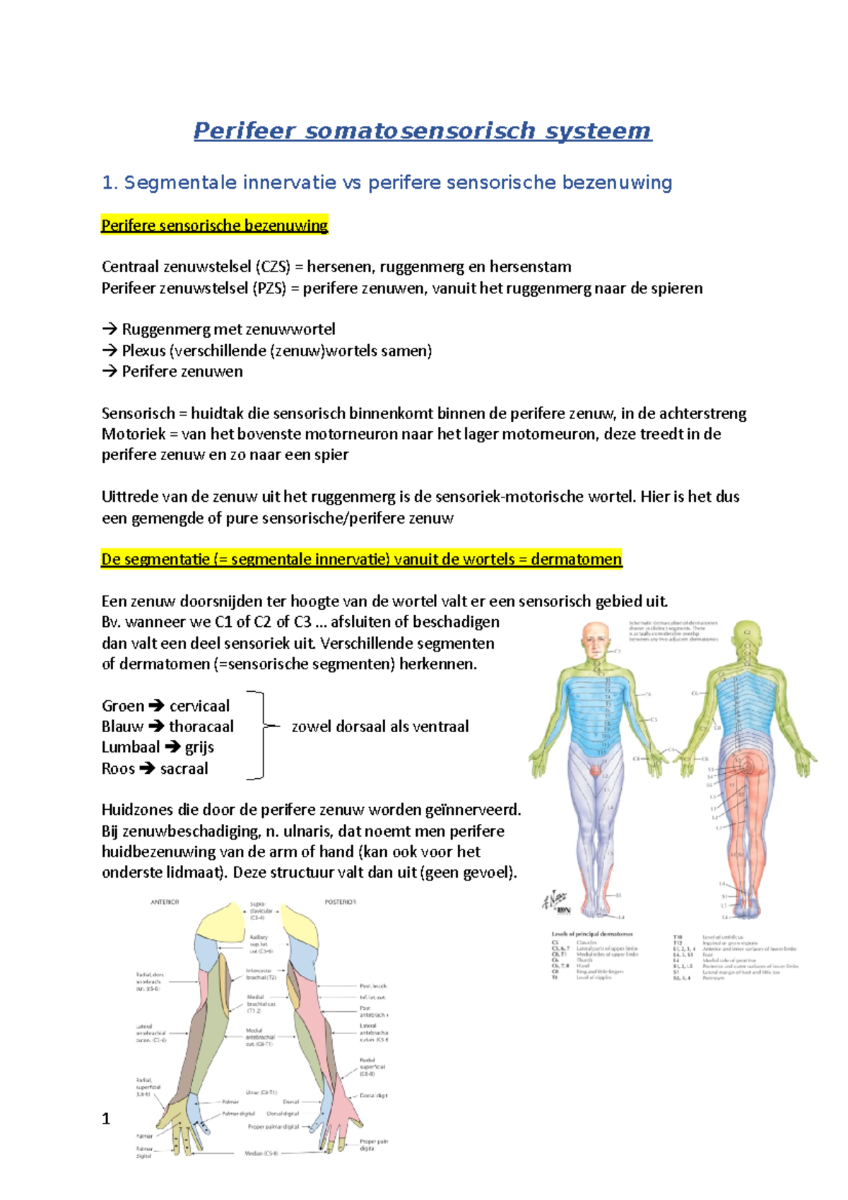 Perifeer somatosensorisch systeem - Segmentale innervatie vs perifere ...