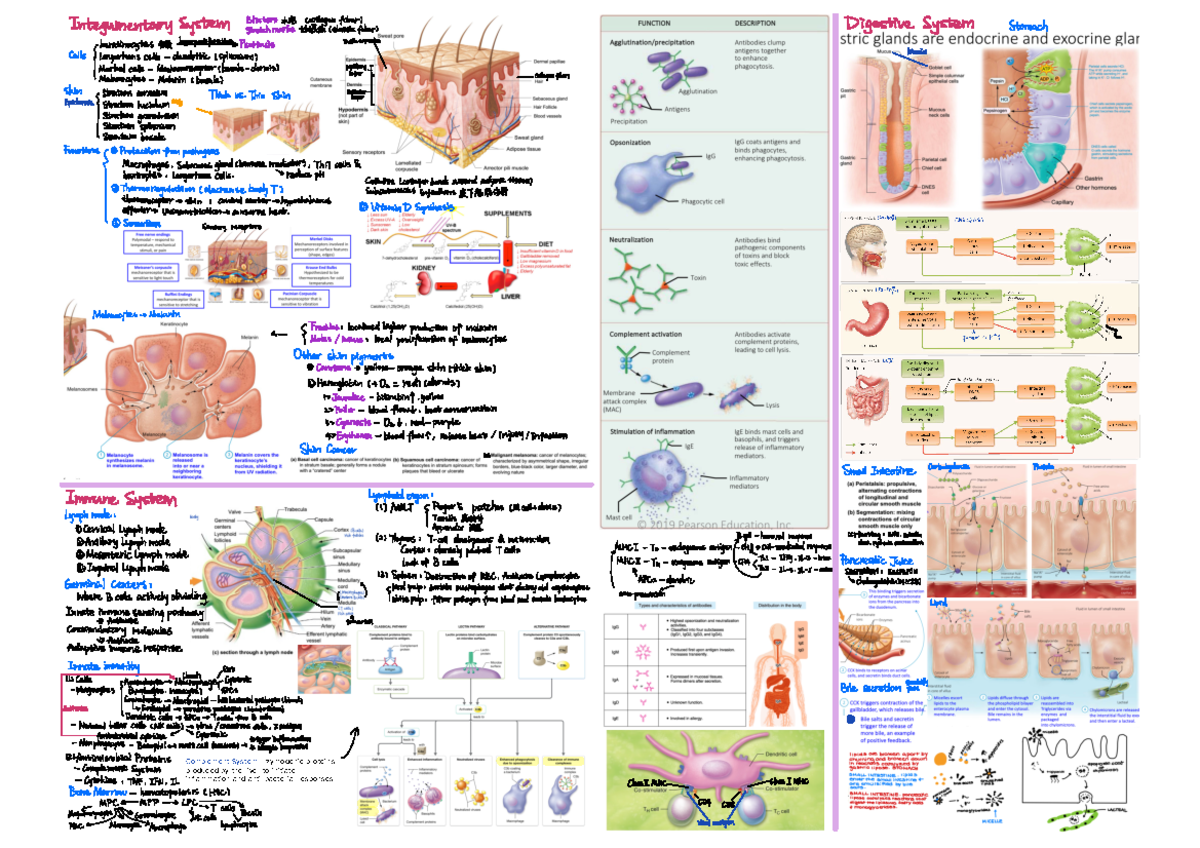 Exam 3 - Exam 3 cheat sheet Dr. Ott - tegumentarySystem 品器𣶷 发 Digestive ...