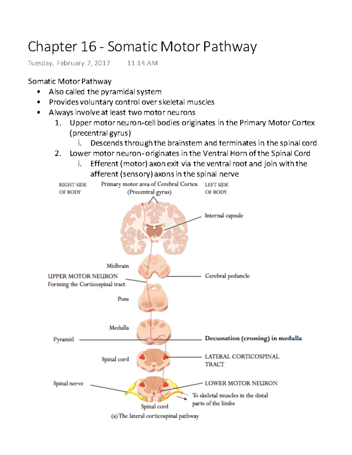 Chapter 16 - Somatic Motor Pathway - Also called the pyramidal system ...