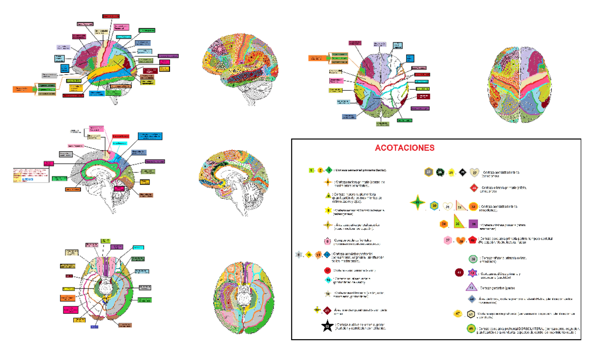 Configuracion y áreas - Bsbsbd - Anatomía Humana - Studocu