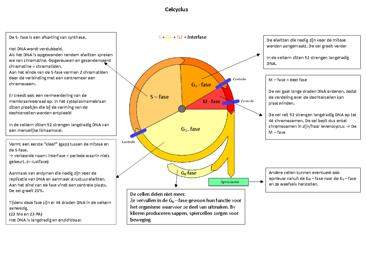 Celcyclus-schema-biologie - De cellen delen niet meer. Ze vervullen in de G 0 – fase gewoon hun ...