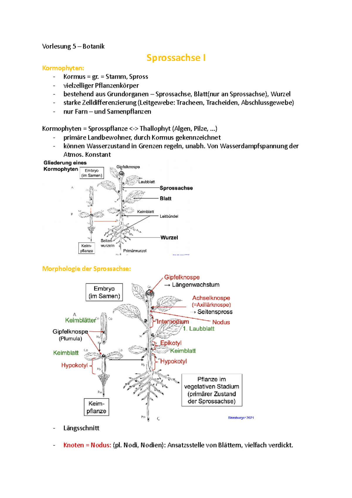 Vorlesung 5 Botanik - Sprossachse I - Vorlesung 5 – Botanik Sprossachse ...