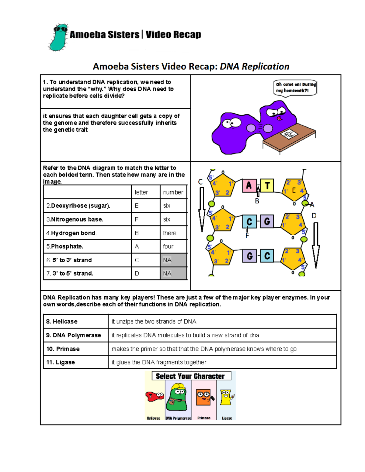 Homework: DNA Structure and Replication - To understand DNA replication ...