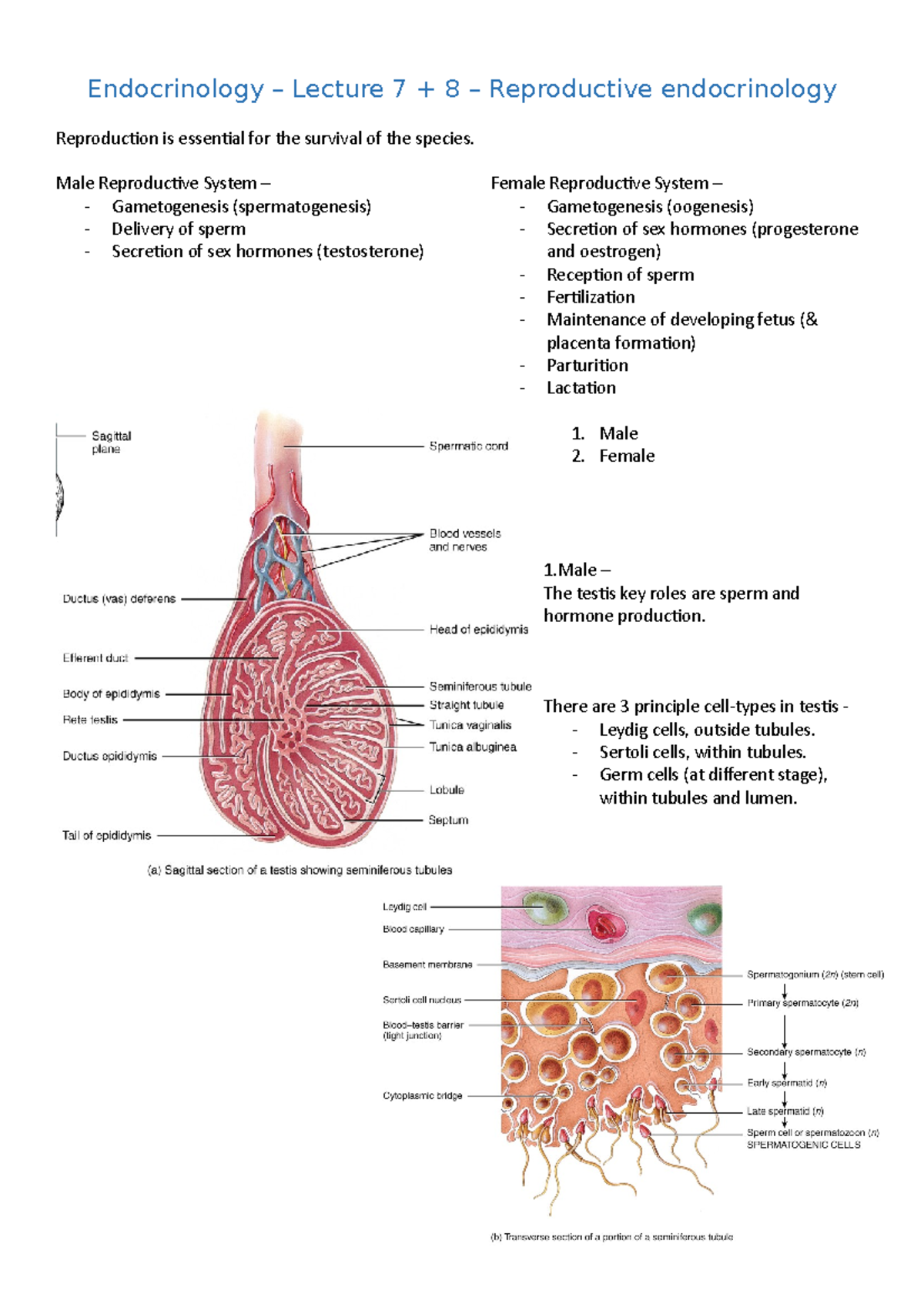 Endocrinology Lecture 7 + 8 - Endocrinology – Lecture 7 + 8 ...